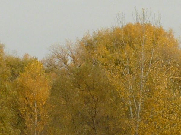 forest side view texture 0004 - Texturelib